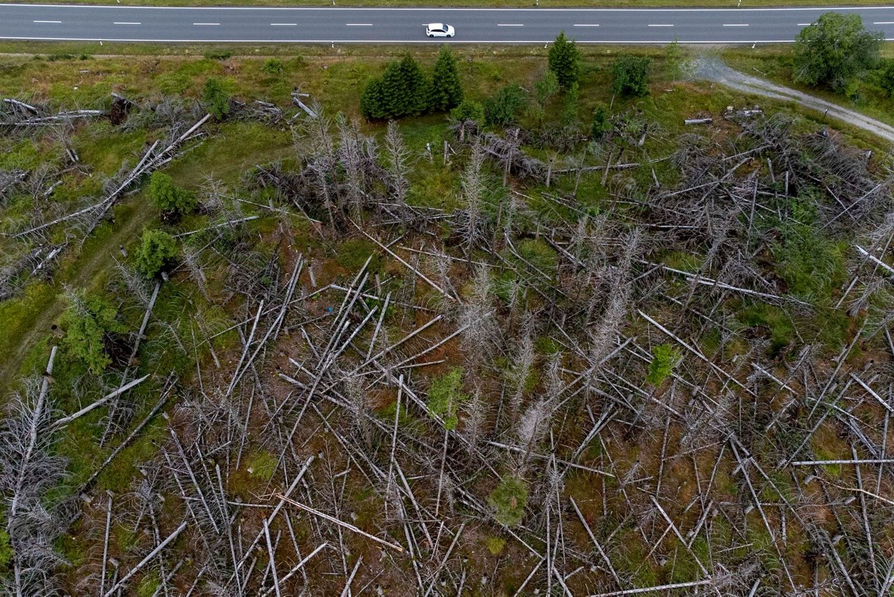 Bark beetles are eating through Germany's Harz forest. Climate change ...