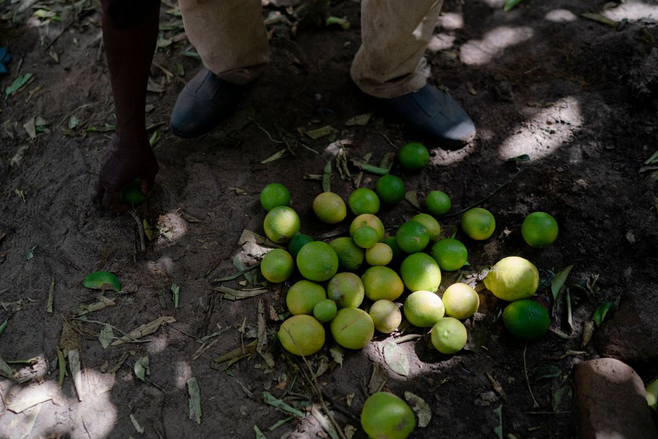 Africa's 'Great Green Wall' shifts focus to hold off desert