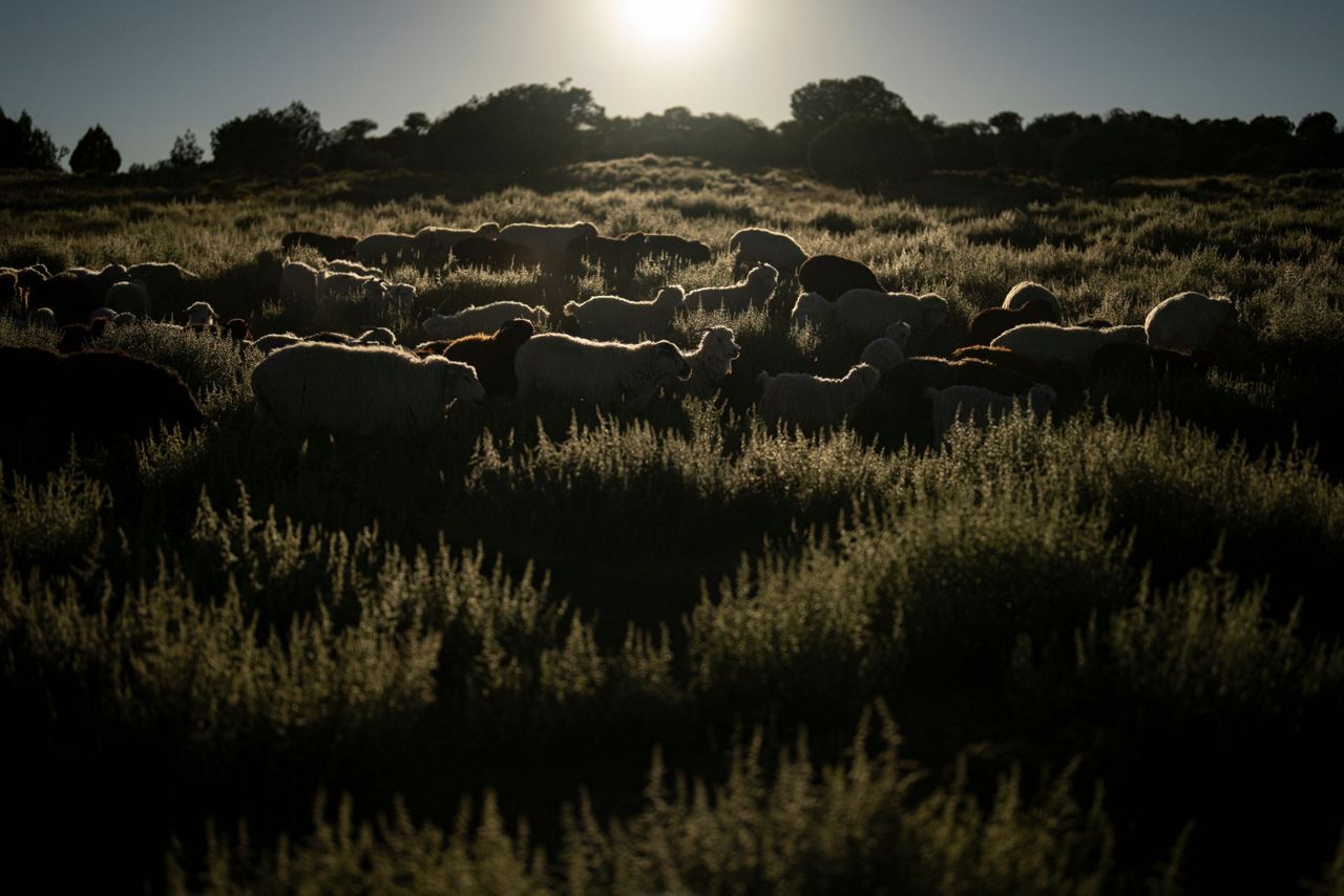 Navajo sheep herding at risk from climate change. Some young people ...