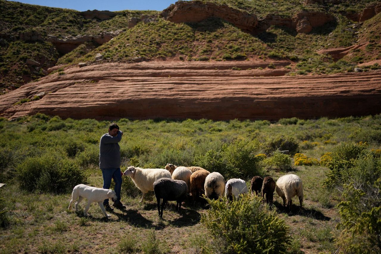 'My heart was always just with the sheep.' One Navajo's push to keep ...