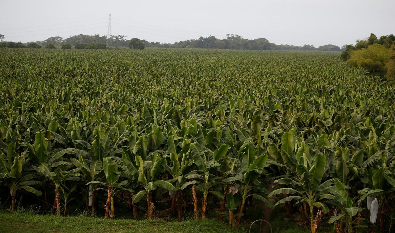Banana industry on alert after disease arrives in Colombia