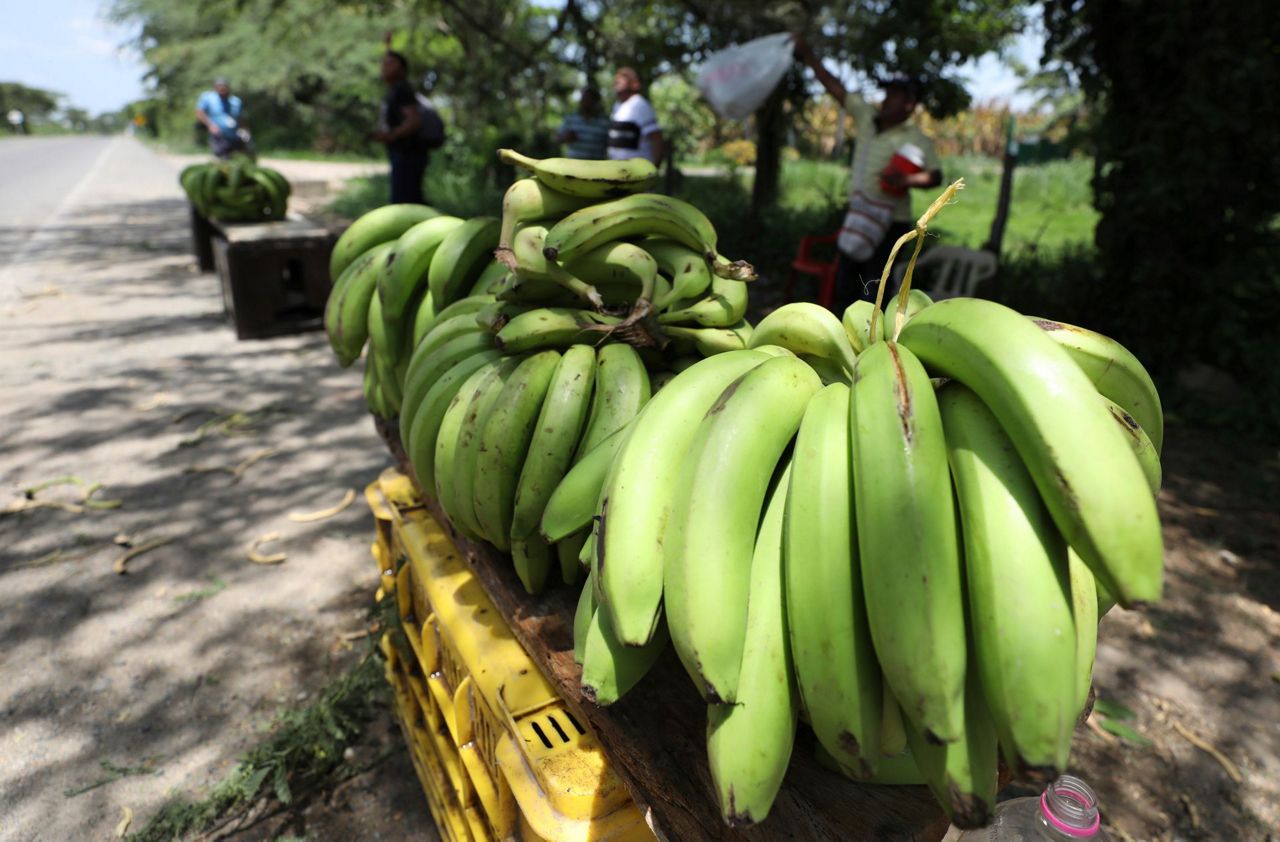 Banana industry on alert after disease arrives in Colombia
