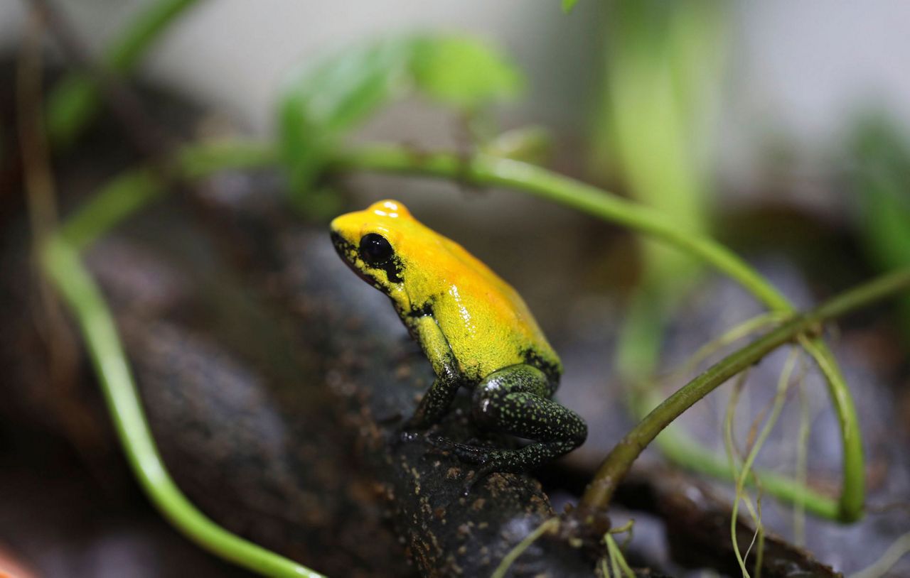 Colombian breeds rare frogs to undermine animal traffickers