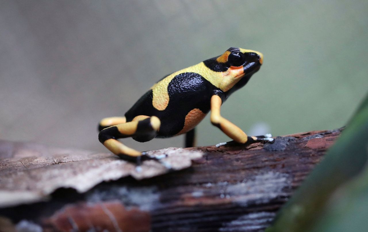 Colombian breeds rare frogs to undermine animal traffickers
