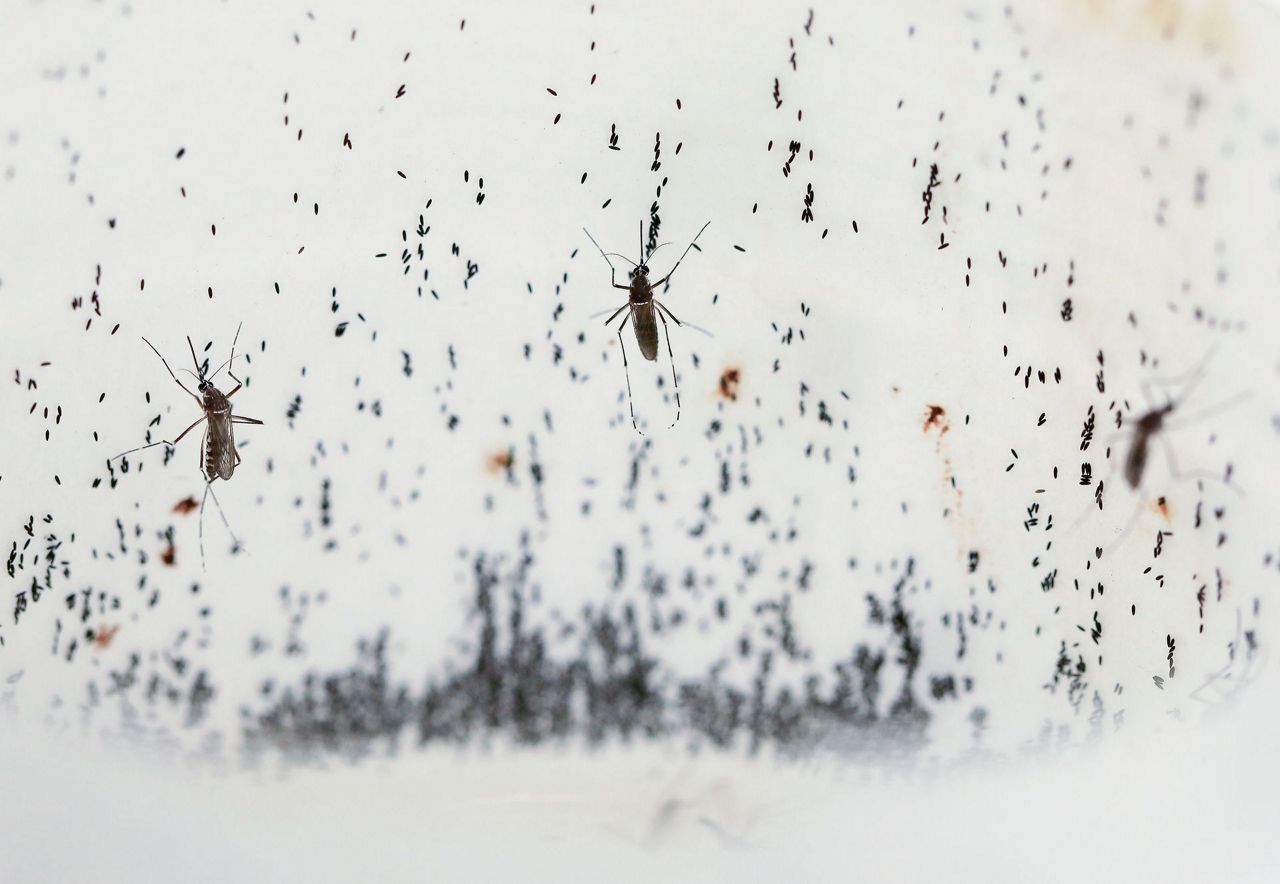 Mosquitoes, long the enemy, are now bred to help prevent the spread of ...