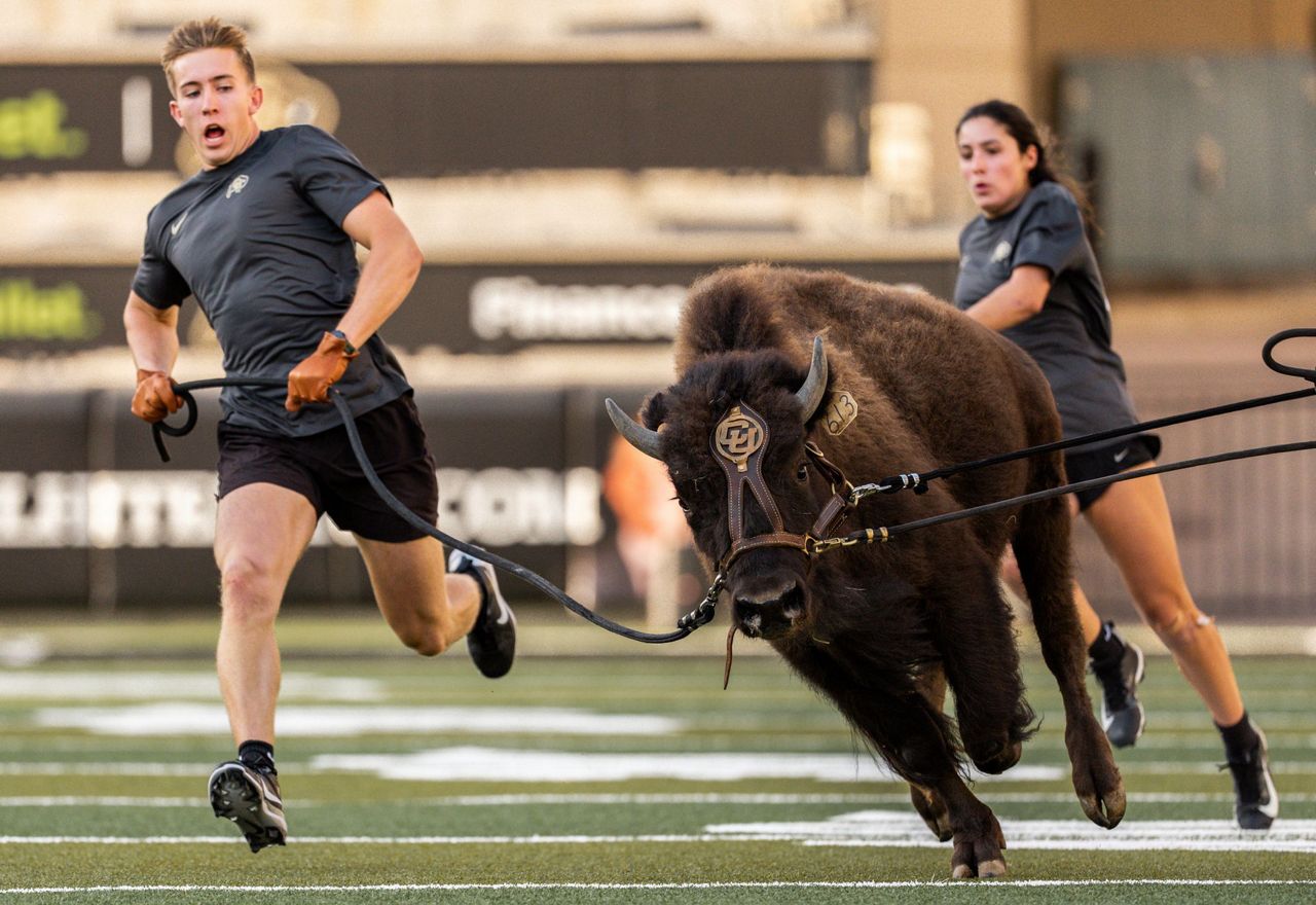 Colorado to debut new live buffalo mascot against Wyoming