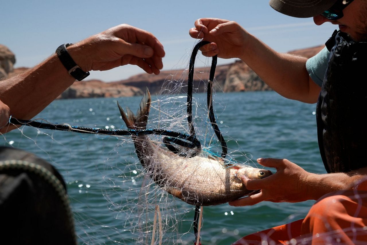 Biologists try to save ancient fish as Colorado River fades