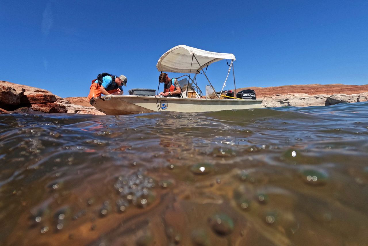 Biologists try to save ancient fish as Colorado River fades