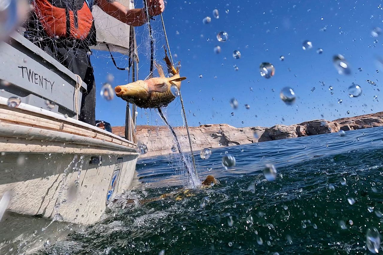 Biologists try to save ancient fish as Colorado River fades