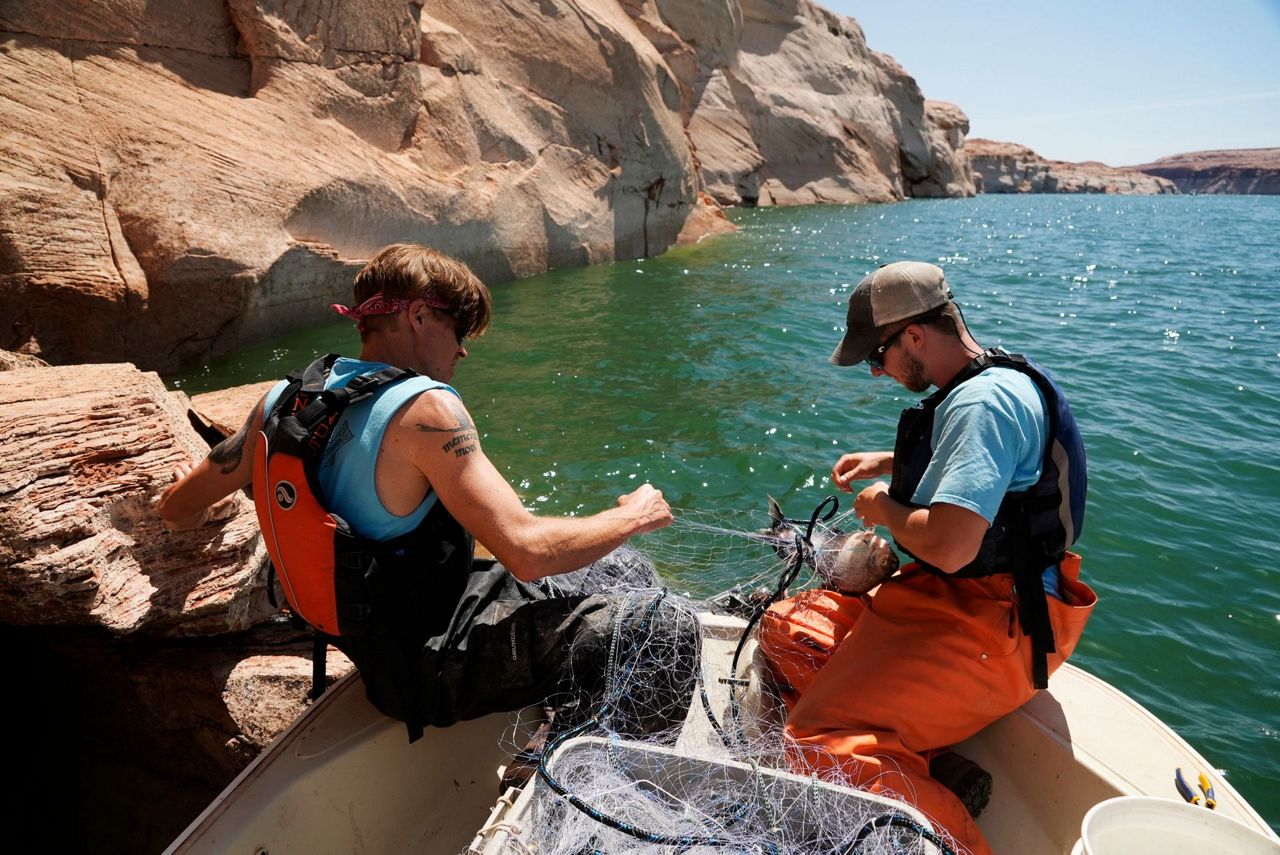 Biologists try to save ancient fish as Colorado River fades