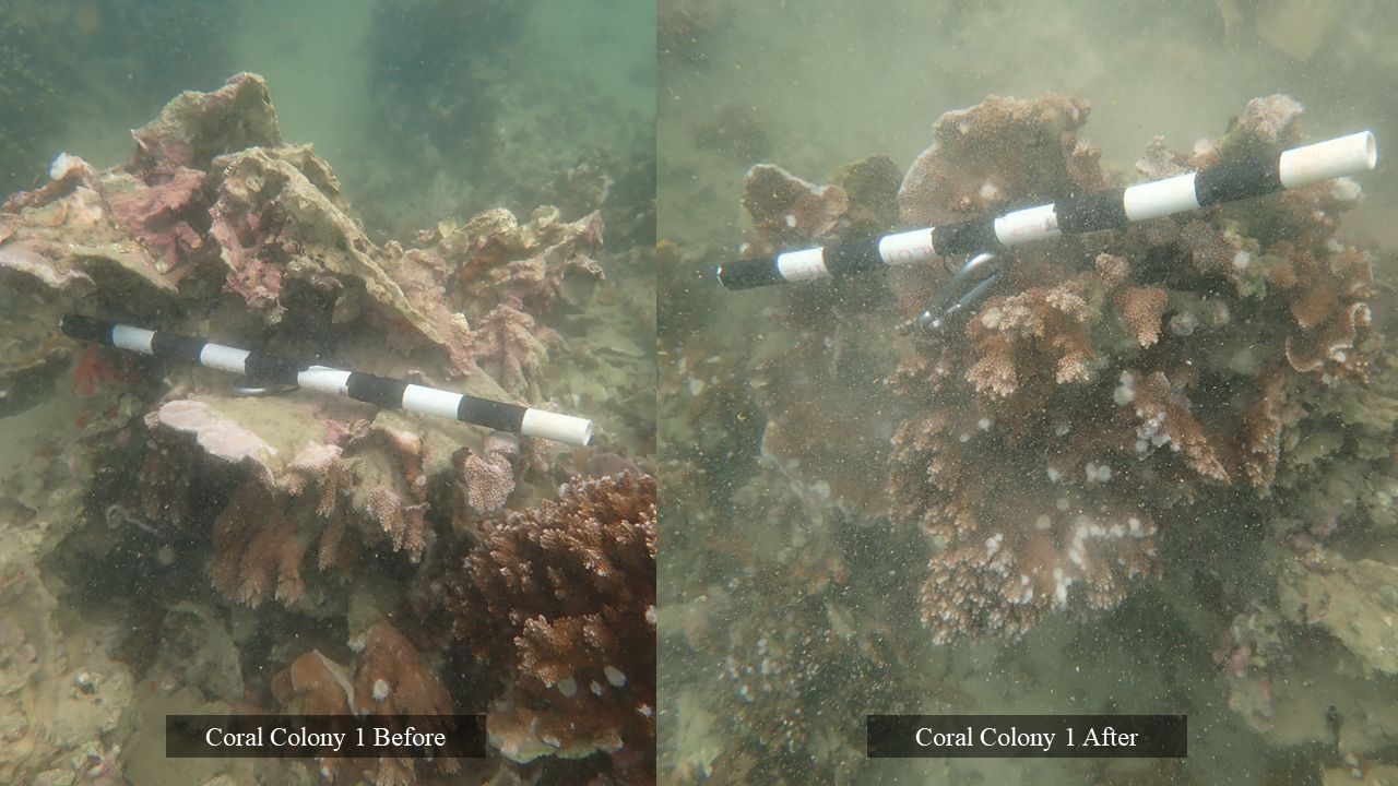 DLNR rights 180 corals toppled by Navy plane in Kaneohe Bay