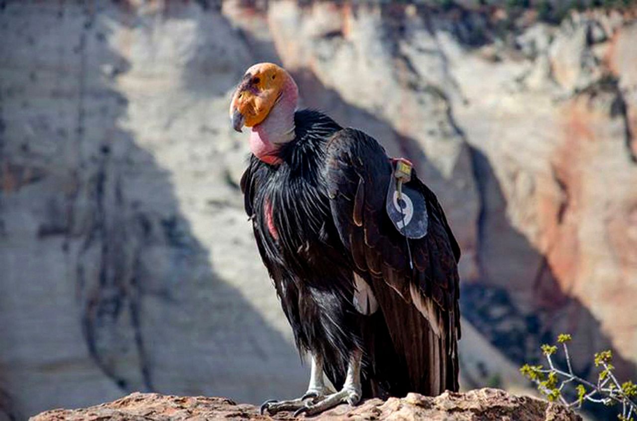 Condor chick confirmed at Zion National Park in Utah