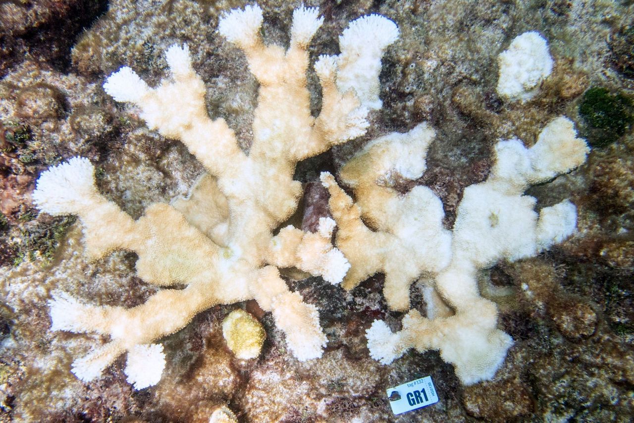 Scientists: Florida Keys coral reefs are already bleaching as water ...