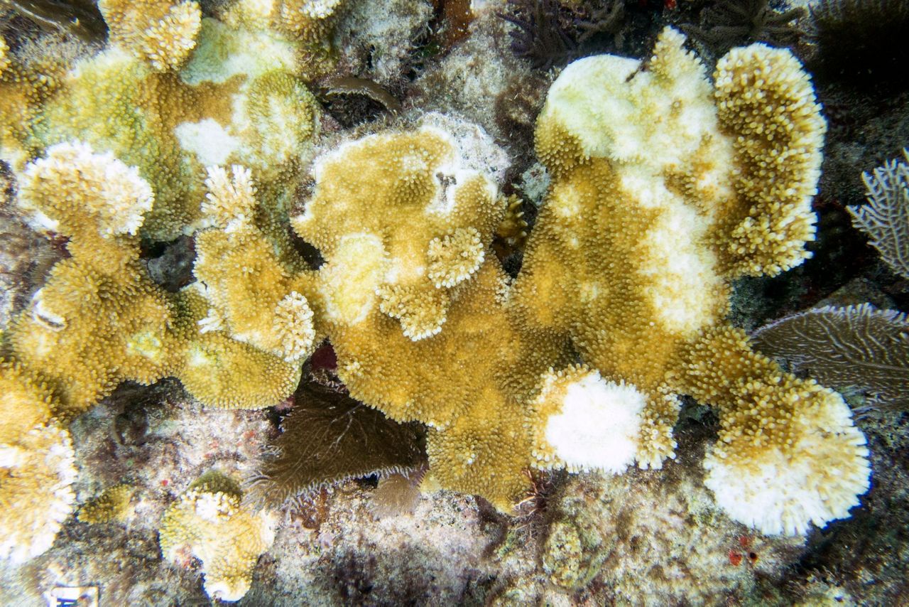 Scientists: Florida Keys coral reefs are already bleaching as water ...