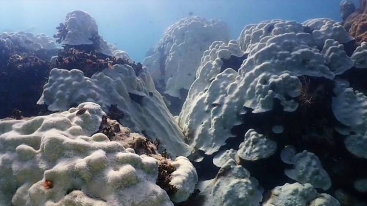 Warm ocean temperatures coral bleaching Florida