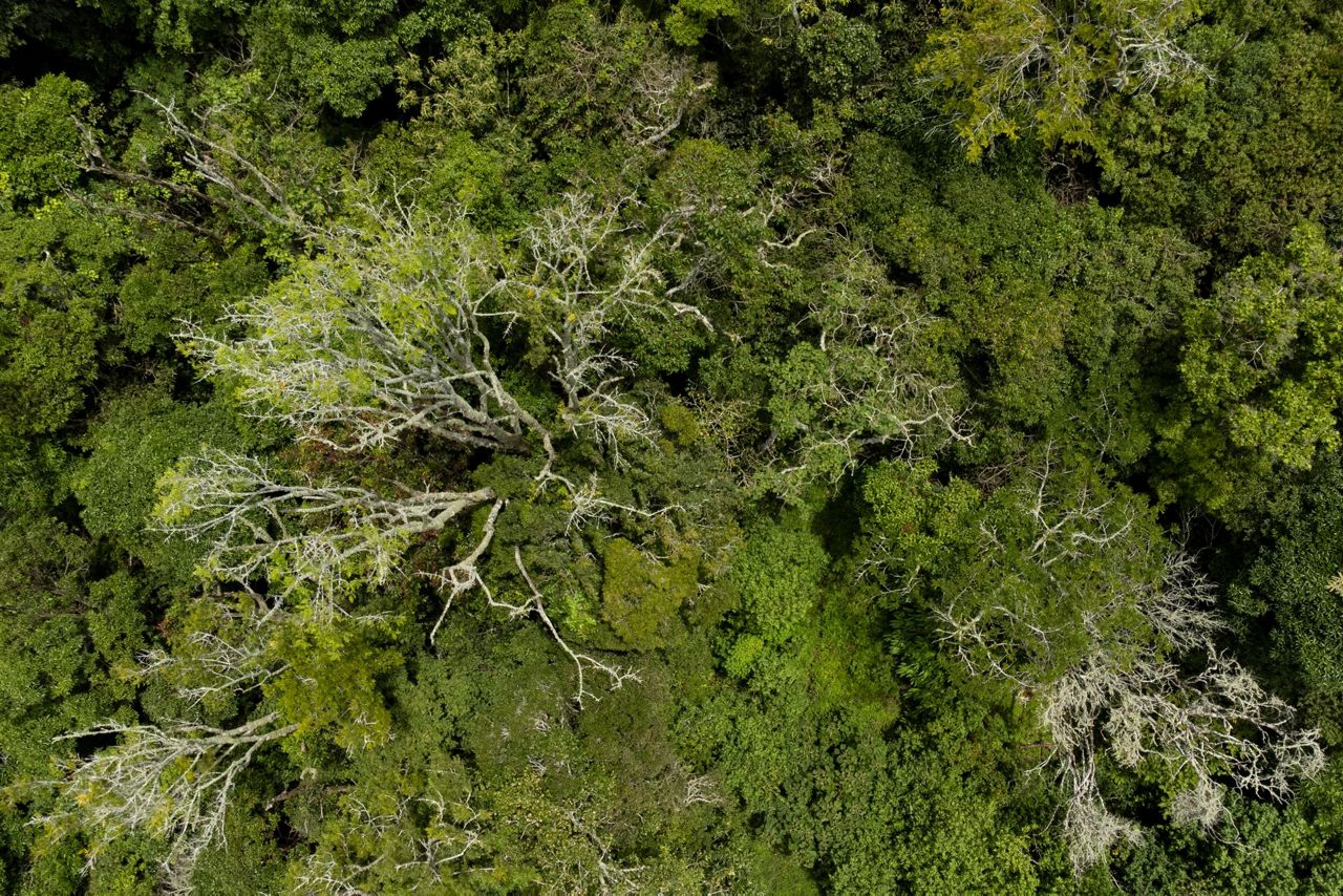 Costa Rica ponders ways to sustain reforestation success