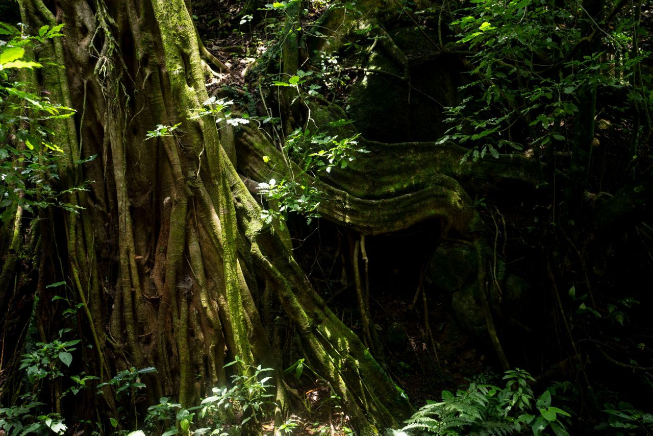 Costa Rica ponders ways to sustain reforestation success