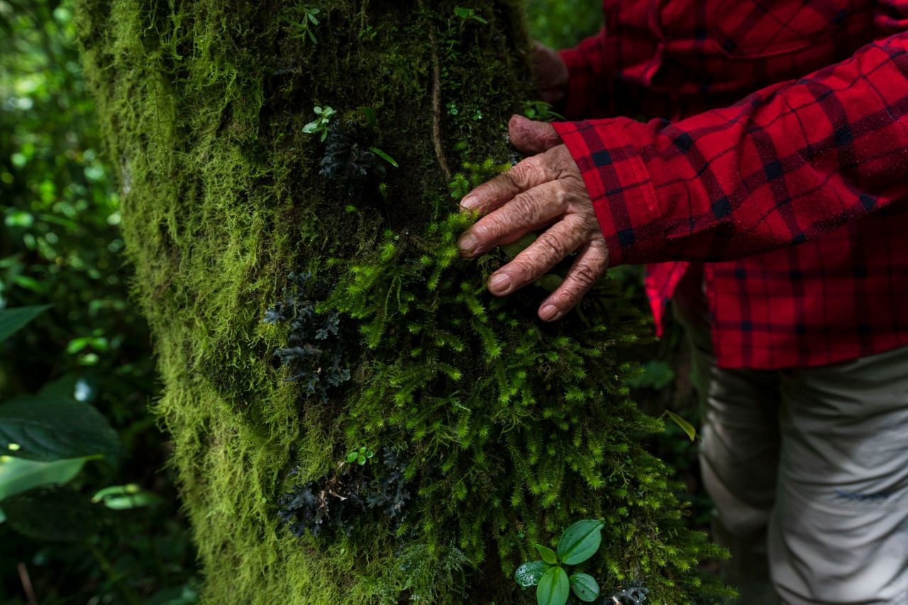 Costa Rica ponders ways to sustain reforestation success