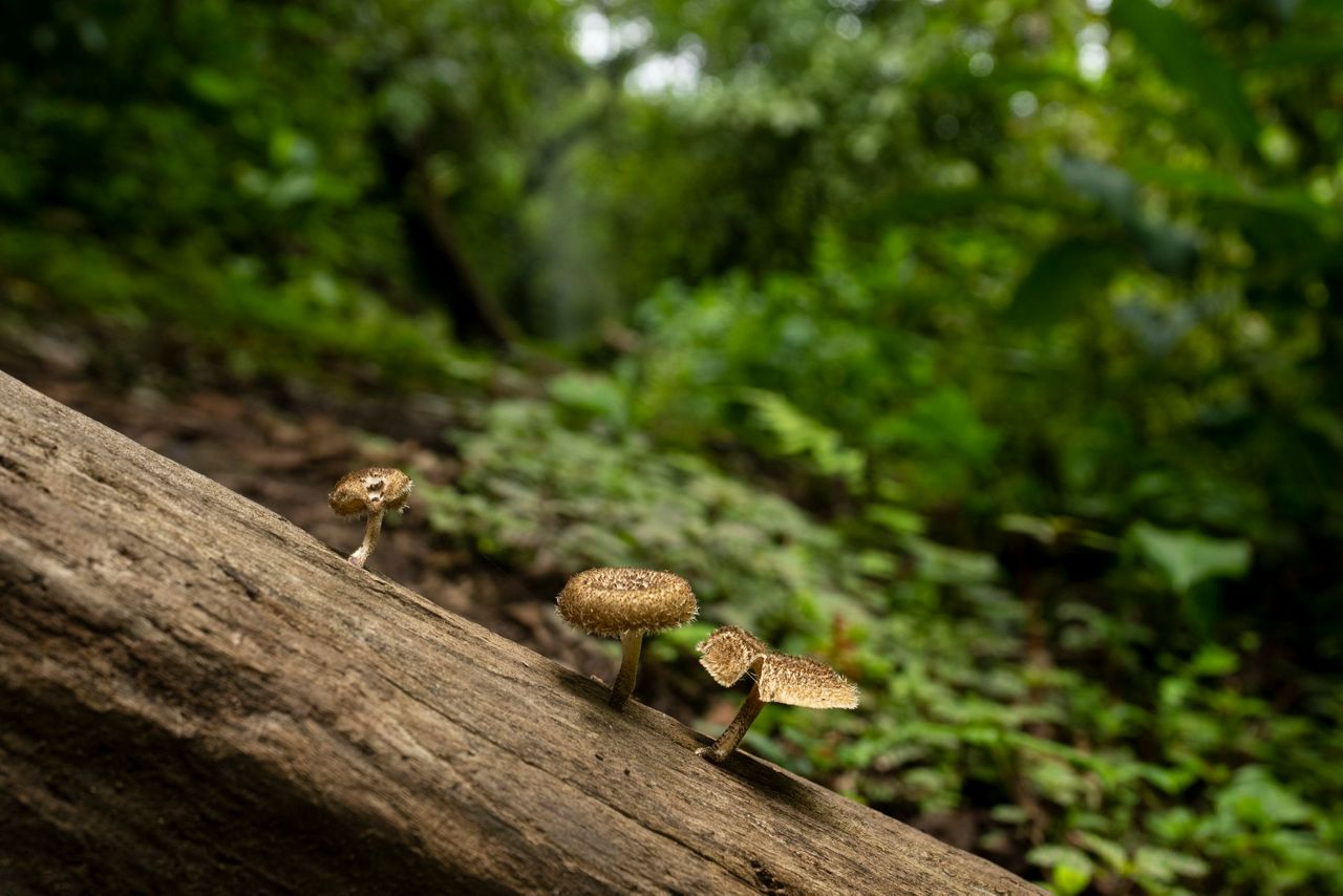 Costa Rica ponders ways to sustain reforestation success