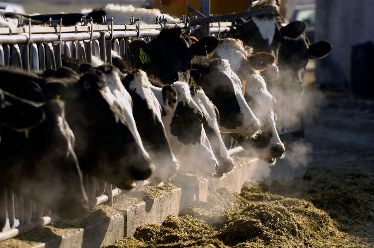 California man gets prison for nearly $9M phony cow manure-to-green ...