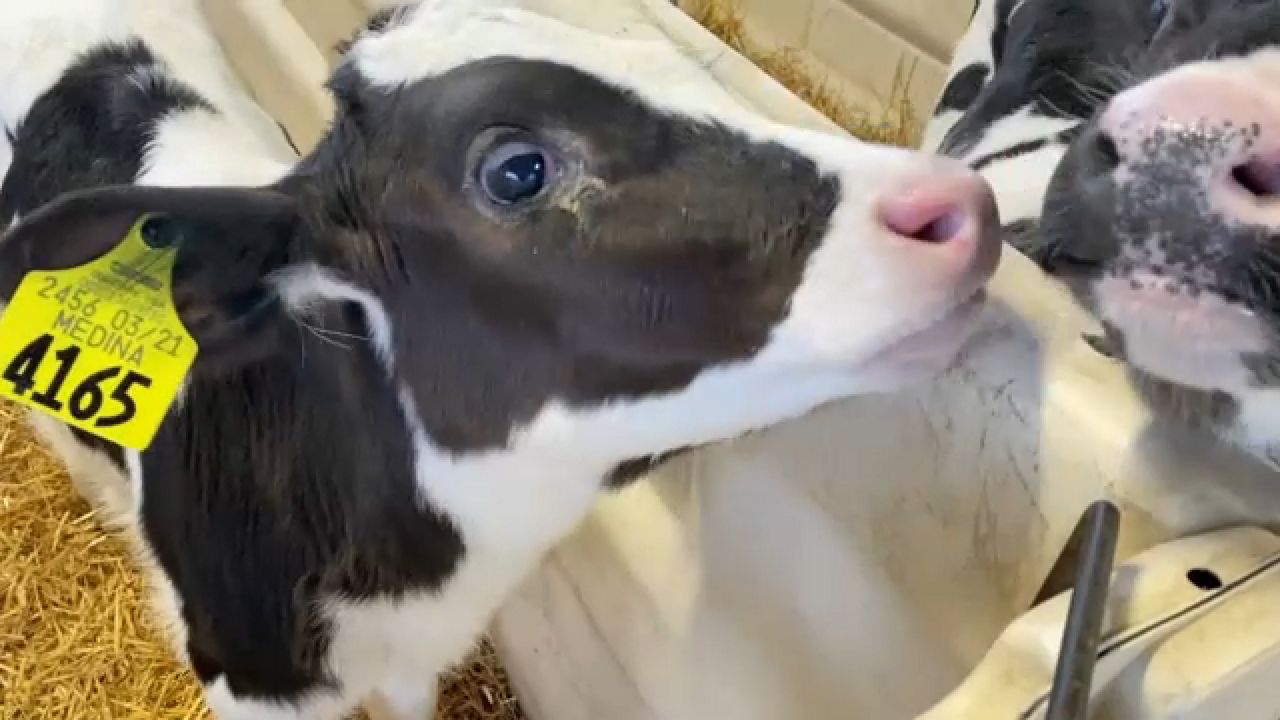 Farm to School Program connects NY students with local farms