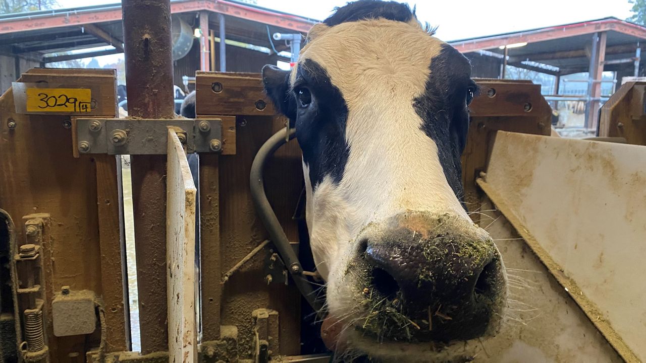 Finger Lakes youth wins big at national dairy show
