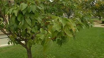 Why Do Crabapple Trees Produce Root Sprouts?