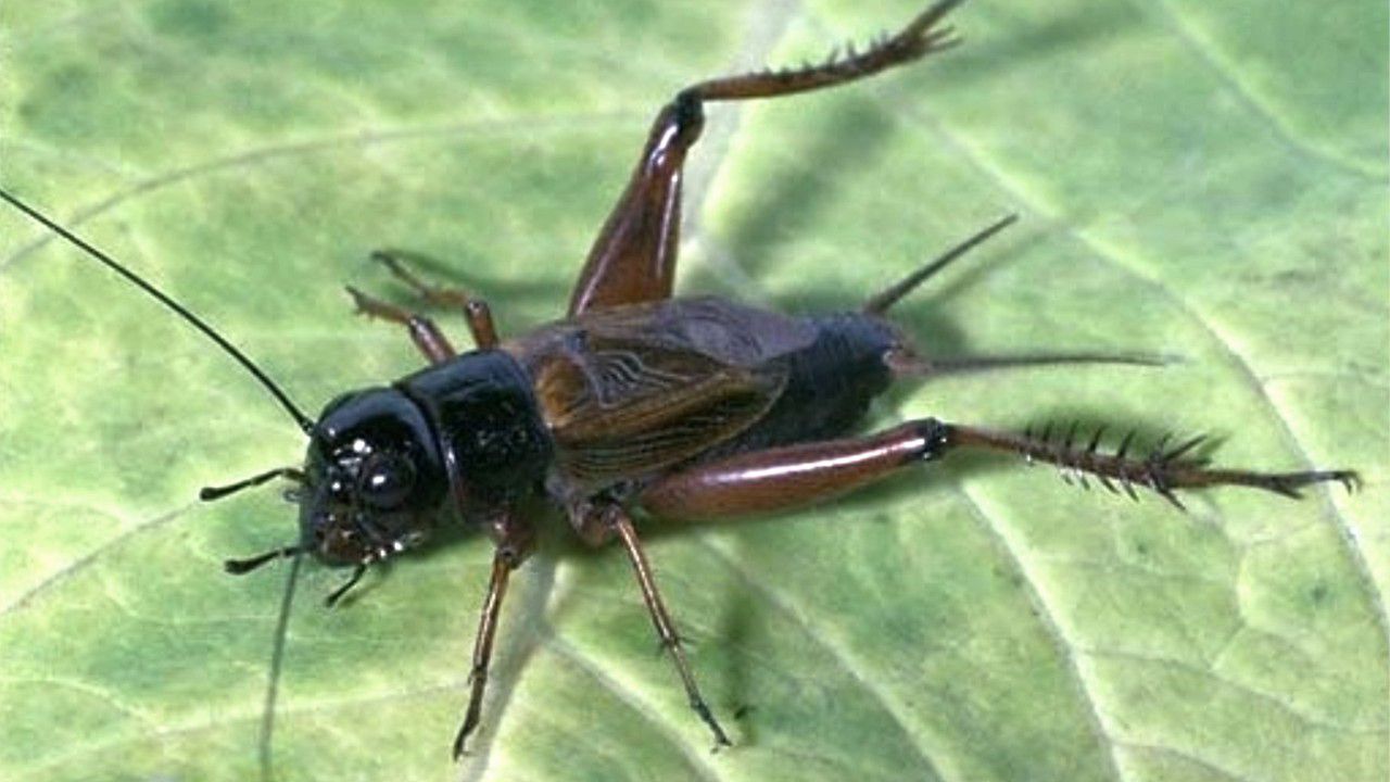 Need A Thermometer Listen To The Crickets