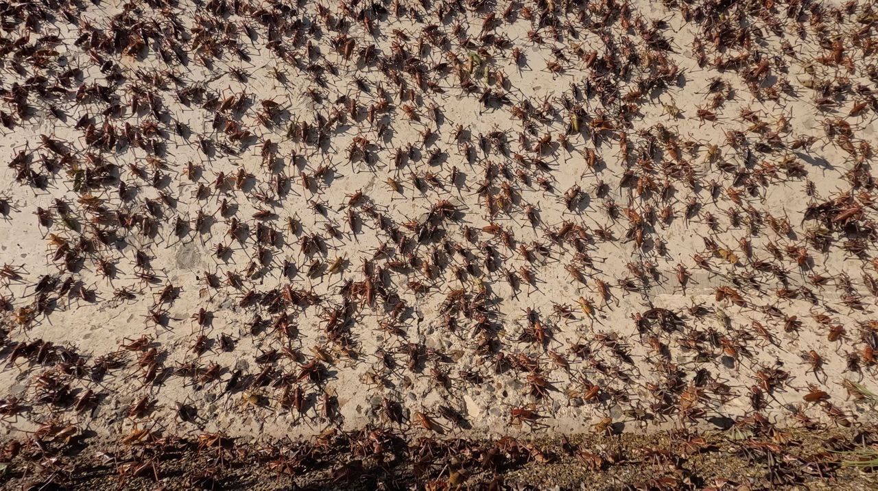 Blood-red crickets invade Nevada town, residents fight back with brooms ...