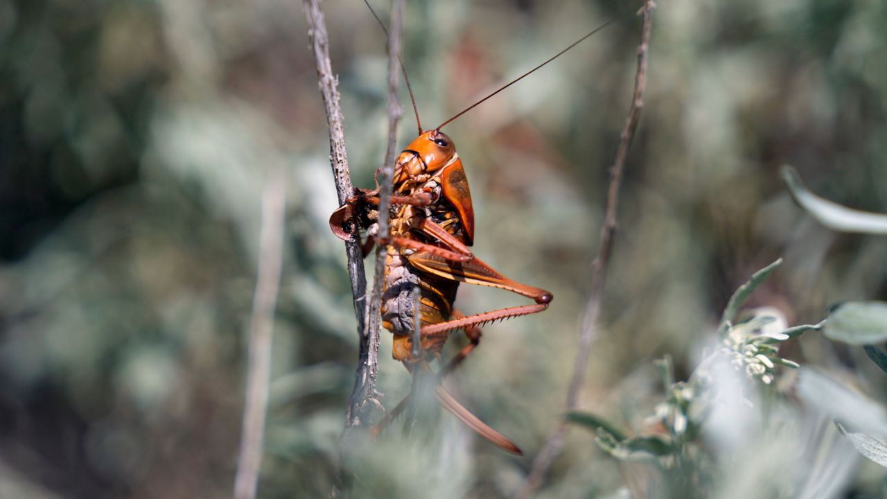 Blood-red crickets invade Nevada town, residents fight back with brooms ...