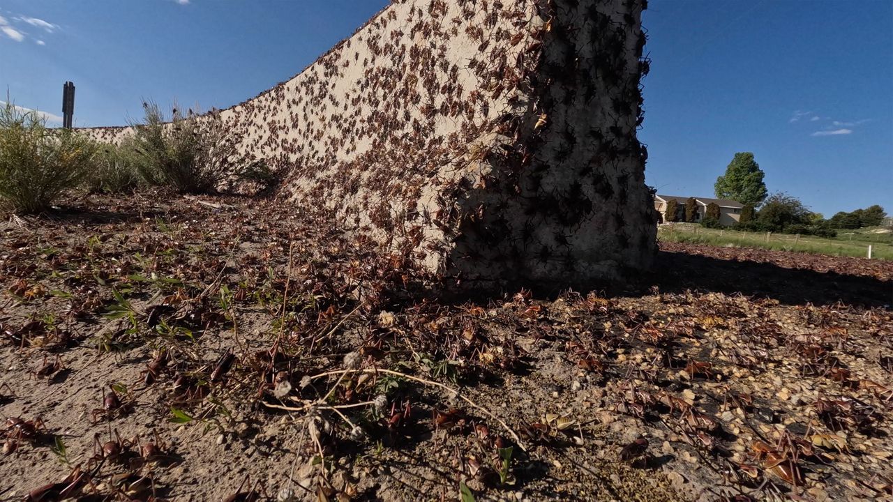 Blood-red crickets invade Nevada town, residents fight back with brooms ...