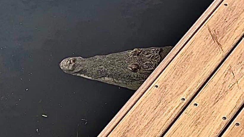 Concern after dead dog found in crocodile's mouth