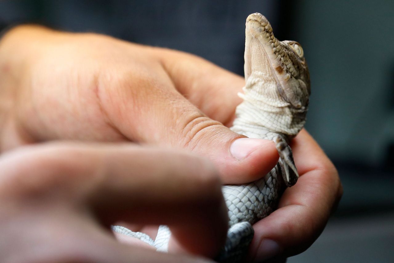 American crocodiles thriving outside nuclear plant