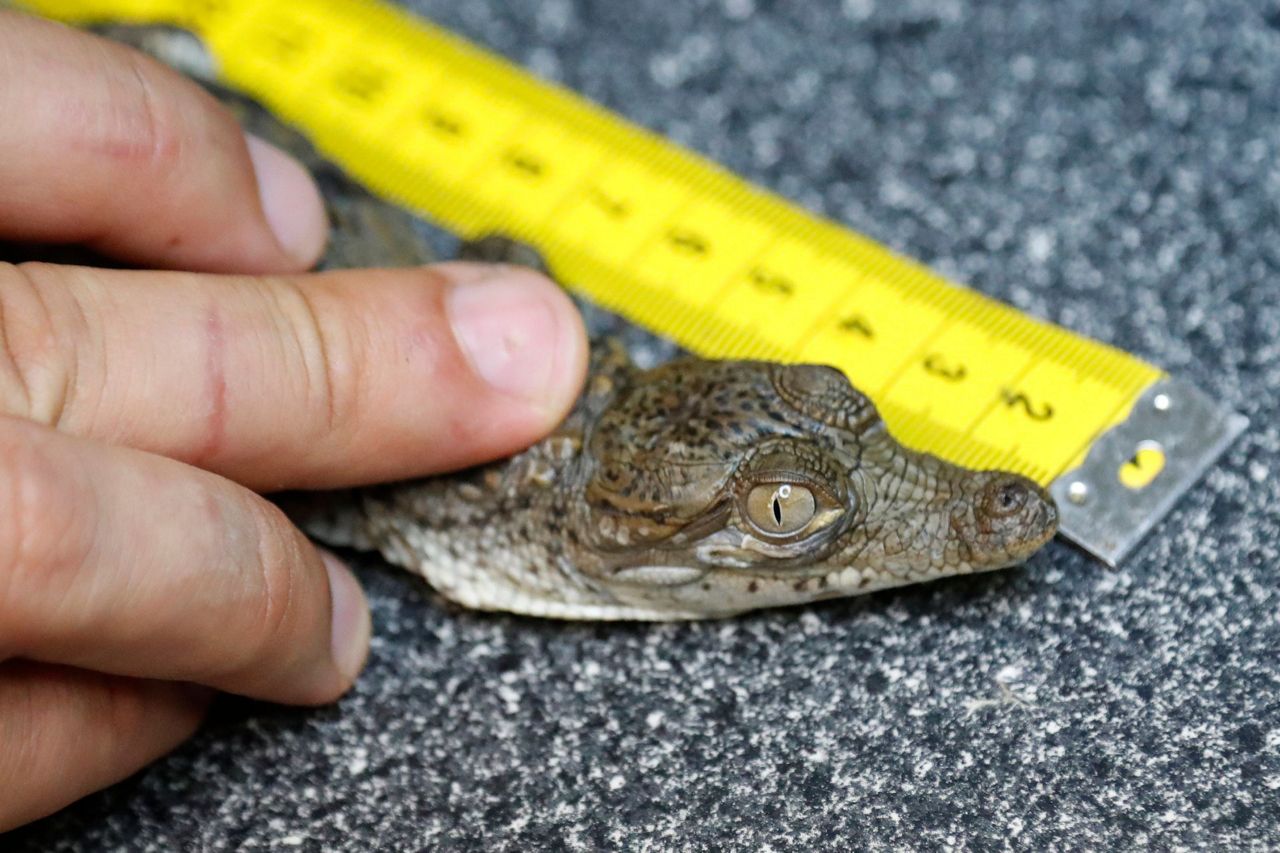 American crocodiles thriving outside nuclear plant