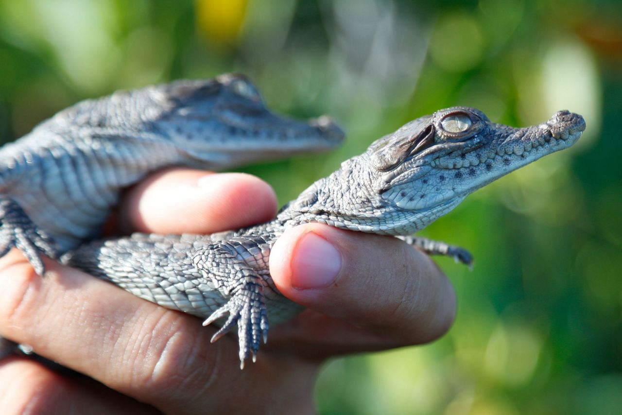 American crocodiles thriving outside nuclear plant