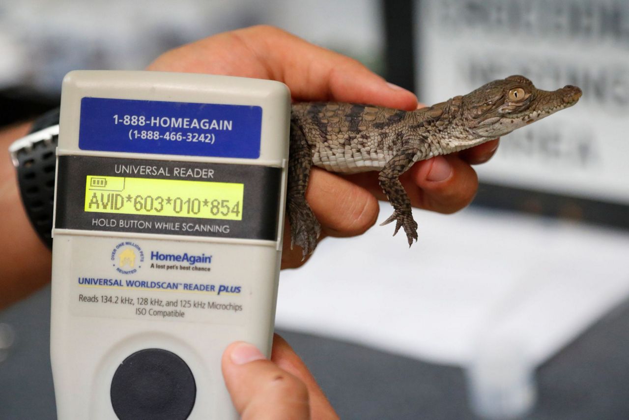 American crocodiles thriving outside nuclear plant