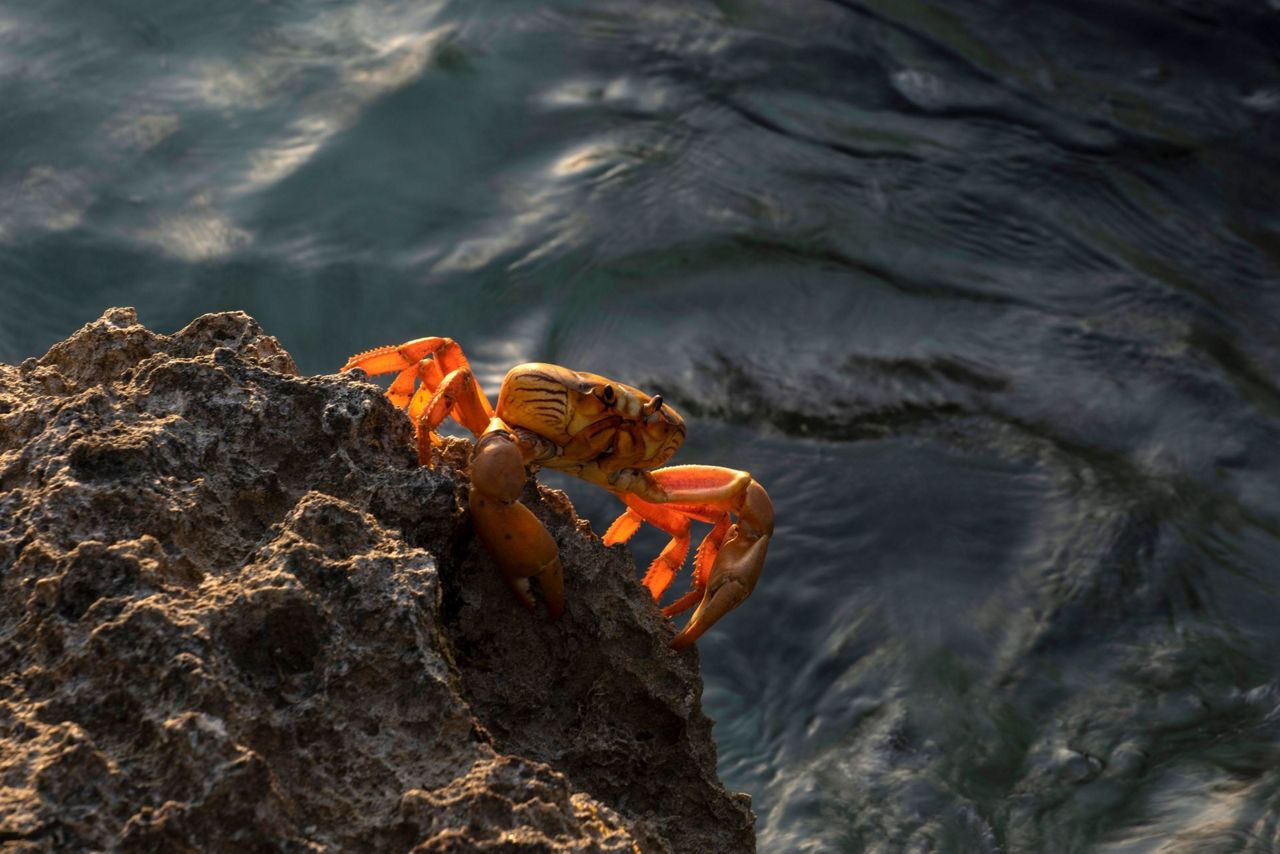 In Cuba, crabs embark on perilous migration to Bay of Pigs