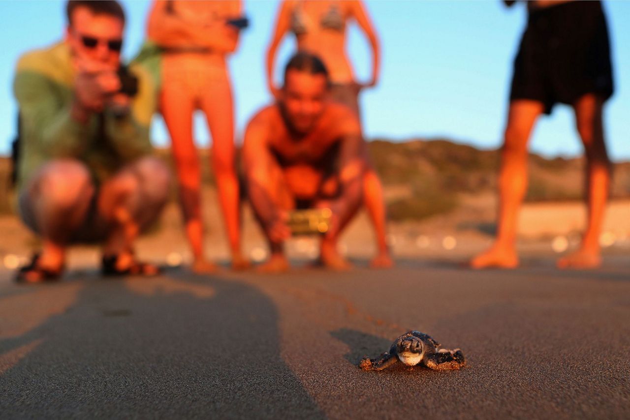 Endangered Green, Loggerhead turtles make comeback in Cyprus