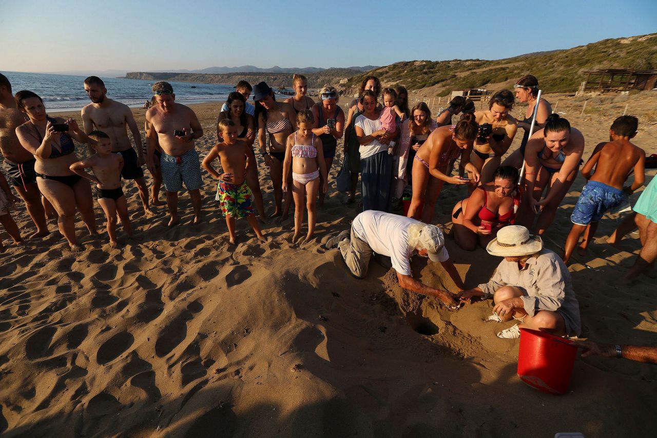 Endangered Green, Loggerhead turtles make comeback in Cyprus