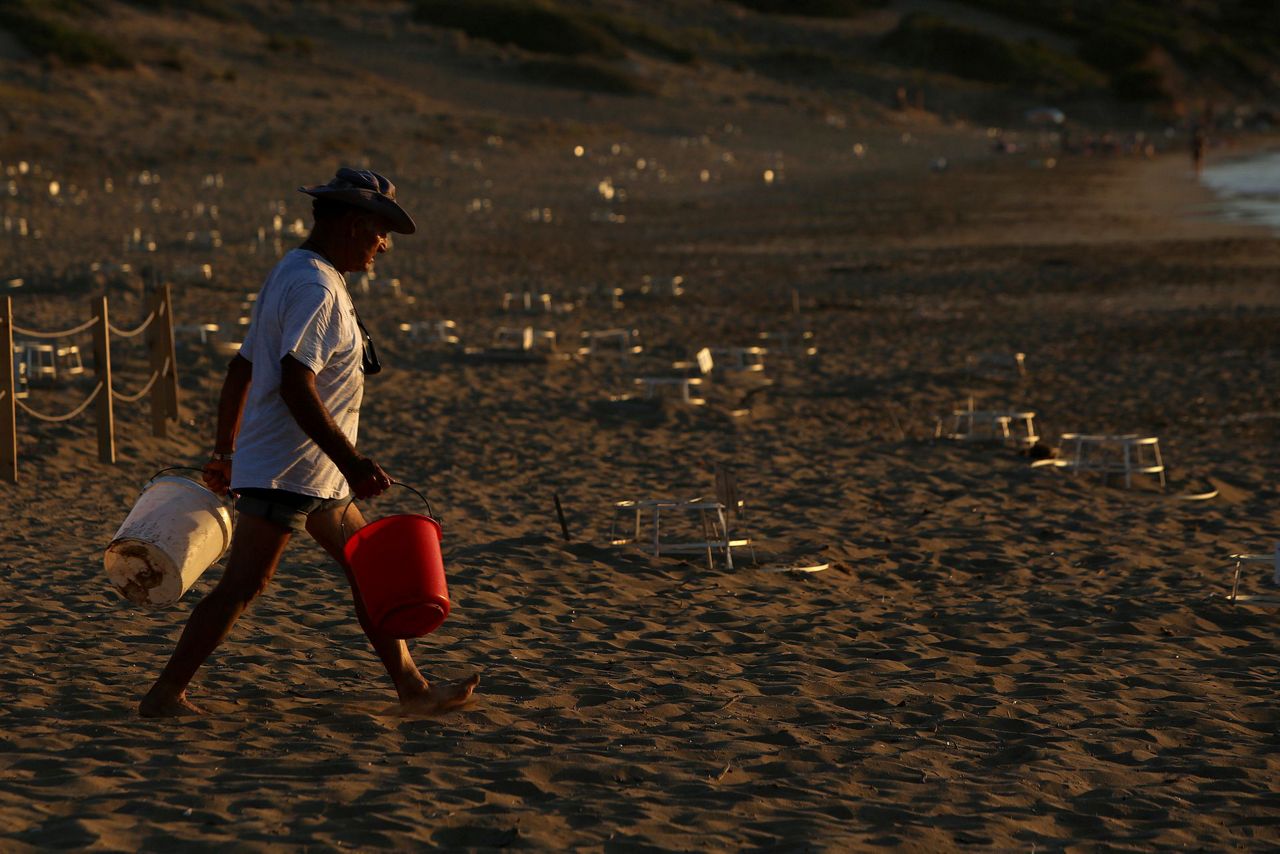 Endangered Green, Loggerhead turtles make comeback in Cyprus