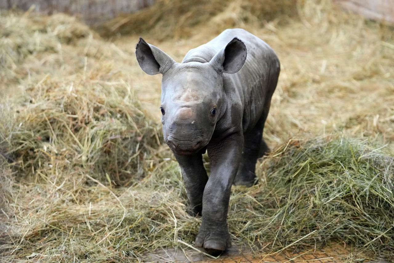 Endangered rhino born in Czech zoo, named Kyiv