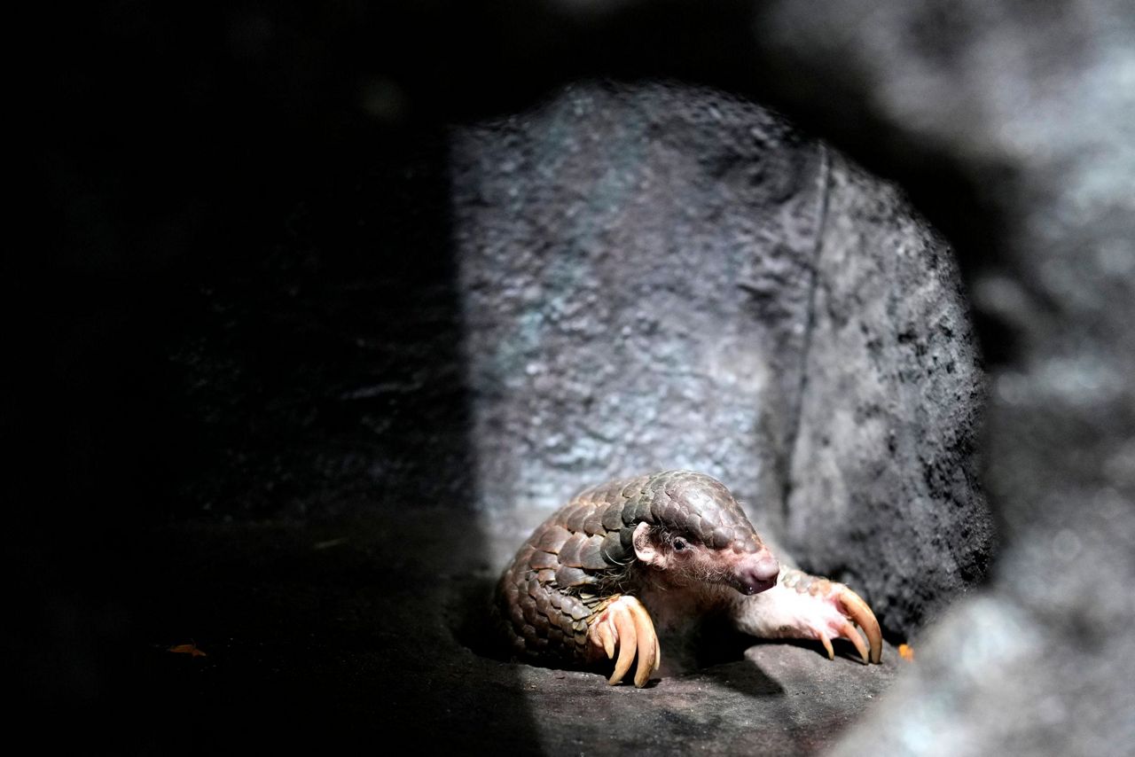 Prague Zoo gets Taiwanese pangolins after fallout with China