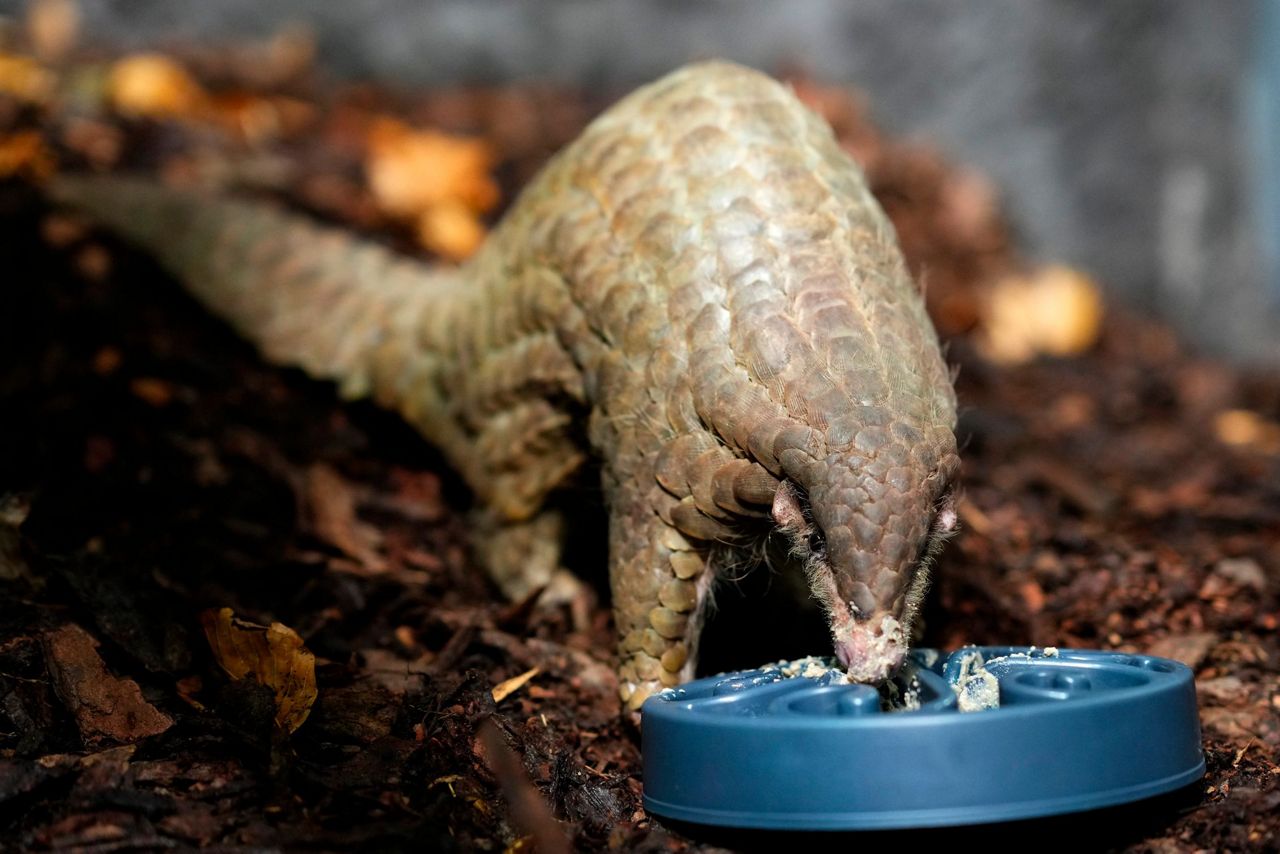 Prague Zoo gets Taiwanese pangolins after fallout with China