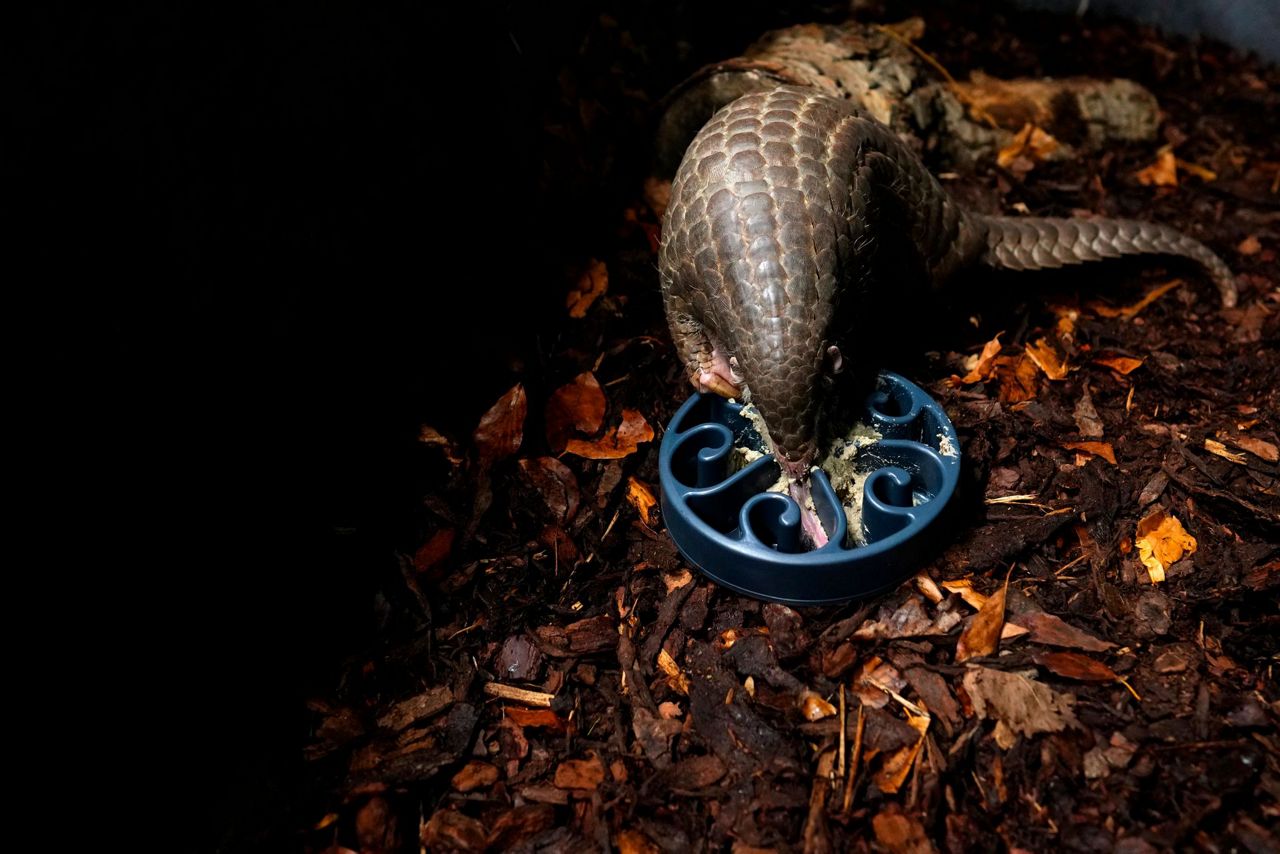 Prague Zoo gets Taiwanese pangolins after fallout with China