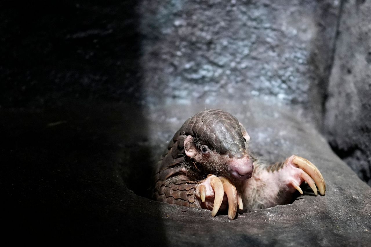 Prague Zoo gets Taiwanese pangolins after fallout with China