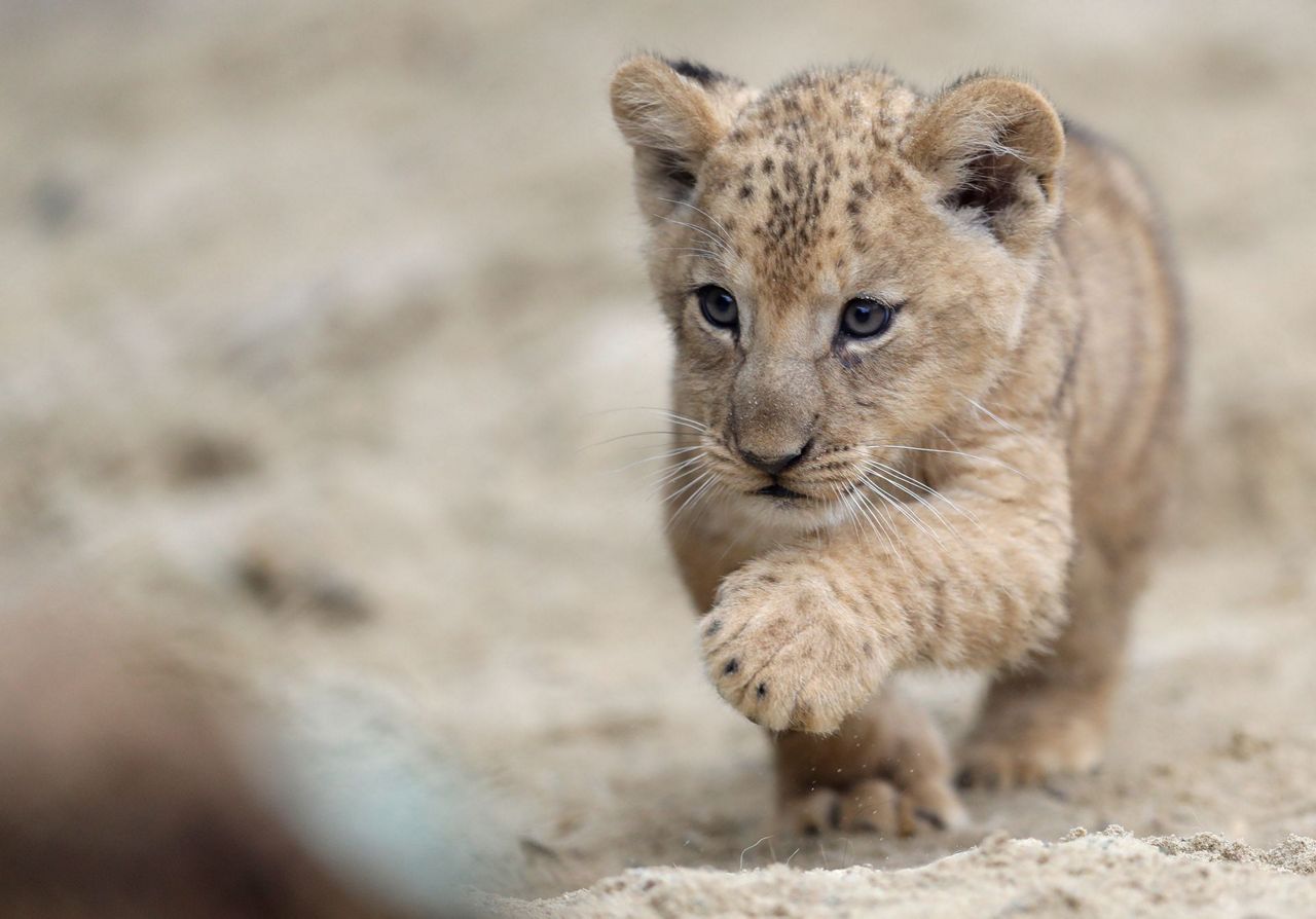 3 rare Barbary lion cubs born in Czech zoo park