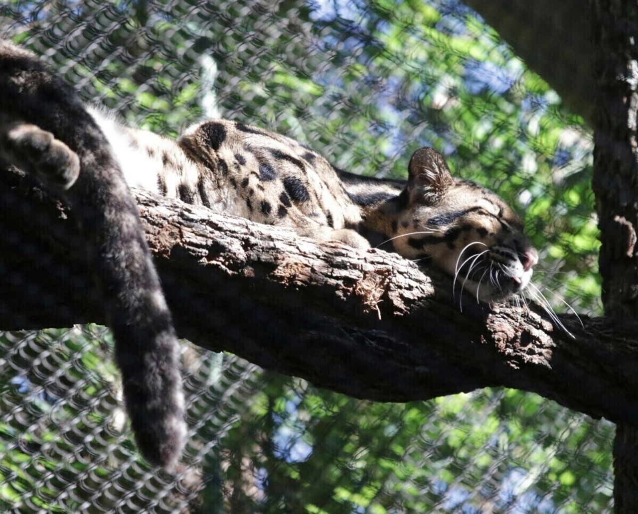Police: Man arrested in taking of monkeys from Dallas Zoo