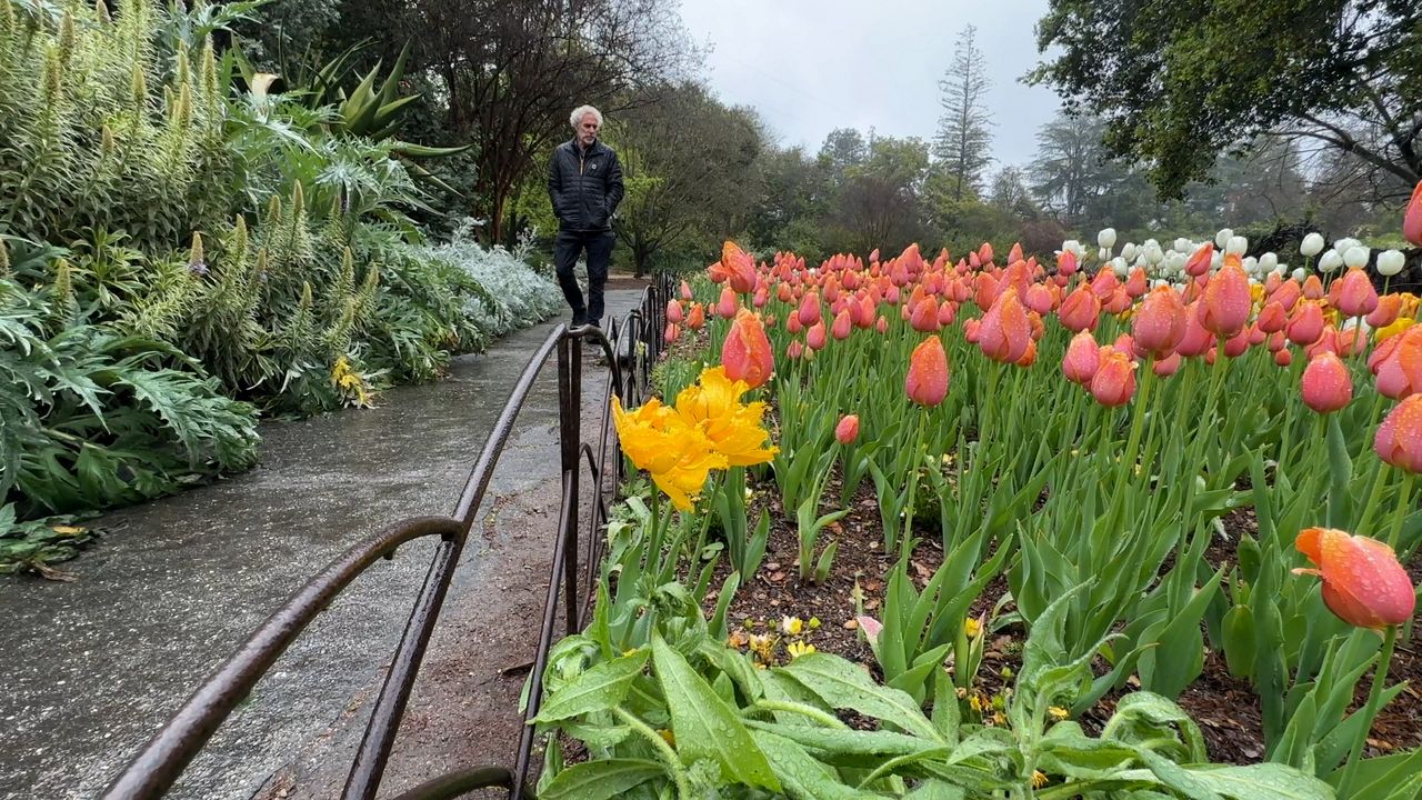 Wet winter leads to crescendo of blooms at Descanso Gardens