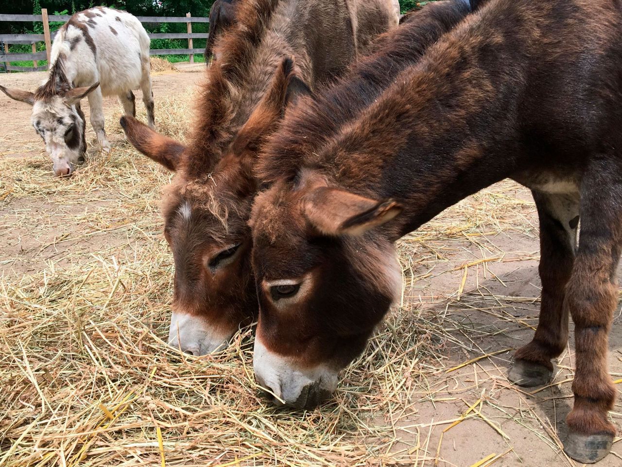 Beasts unburden: Donkeys at mini ranch help people de-stress