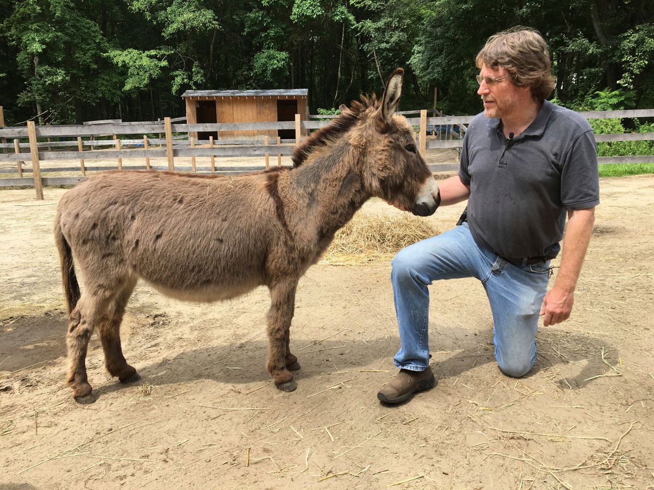 Beasts unburden: Donkeys at mini ranch help people de-stress